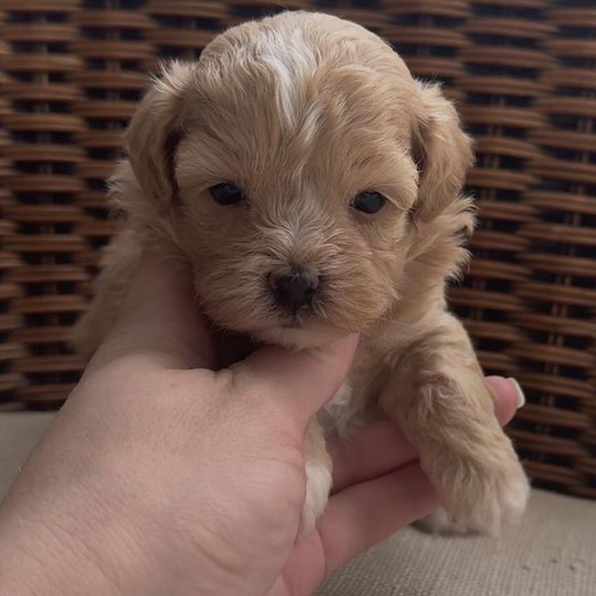 Мальтипу, щенок