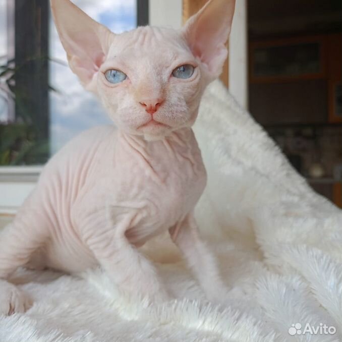 Шикарные котята донские сфинксы