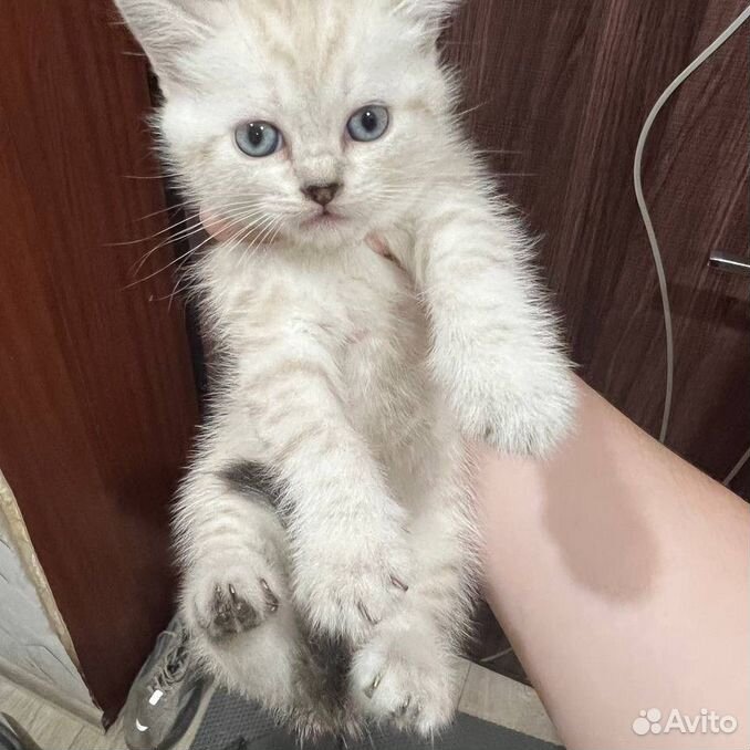 Котята скотиш страйт