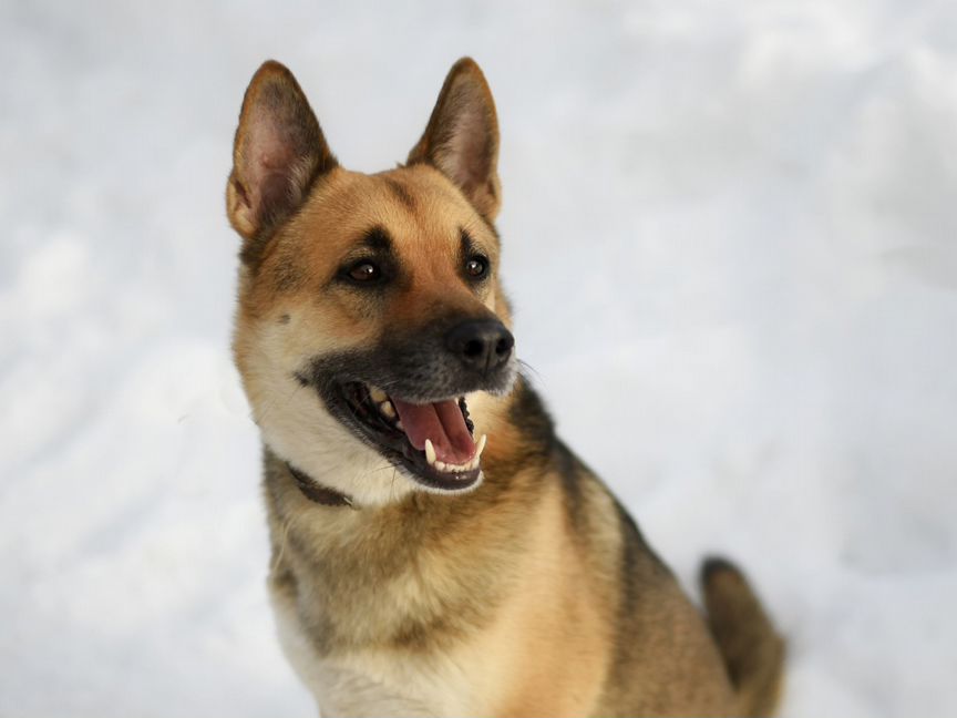 Ральф в добрые руки