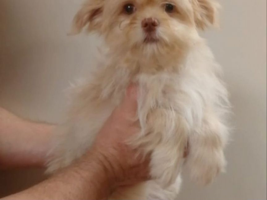 Мальтипу мини