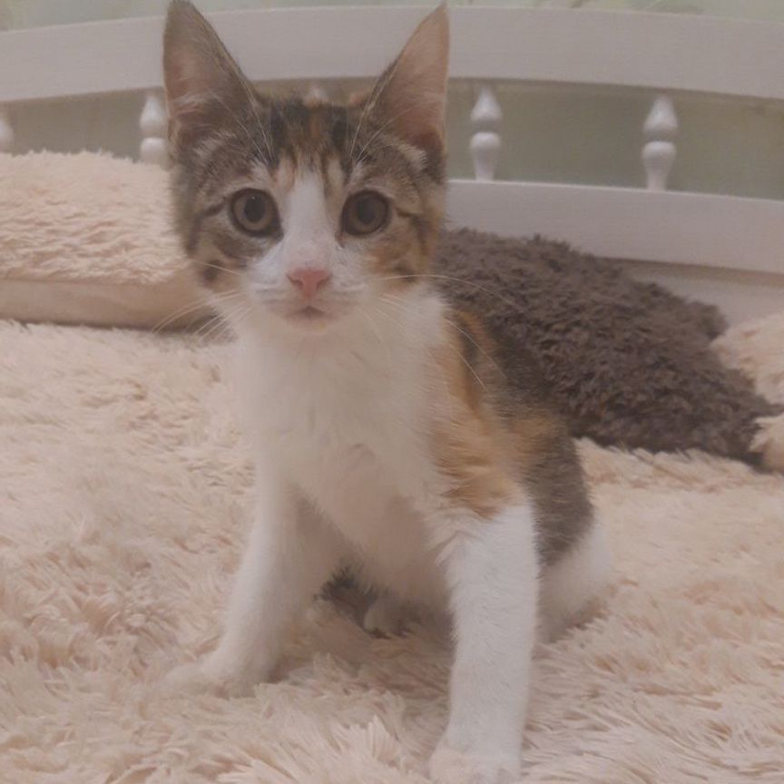 Ласкуша Алиса трехцветная малышка 3,5 месяца