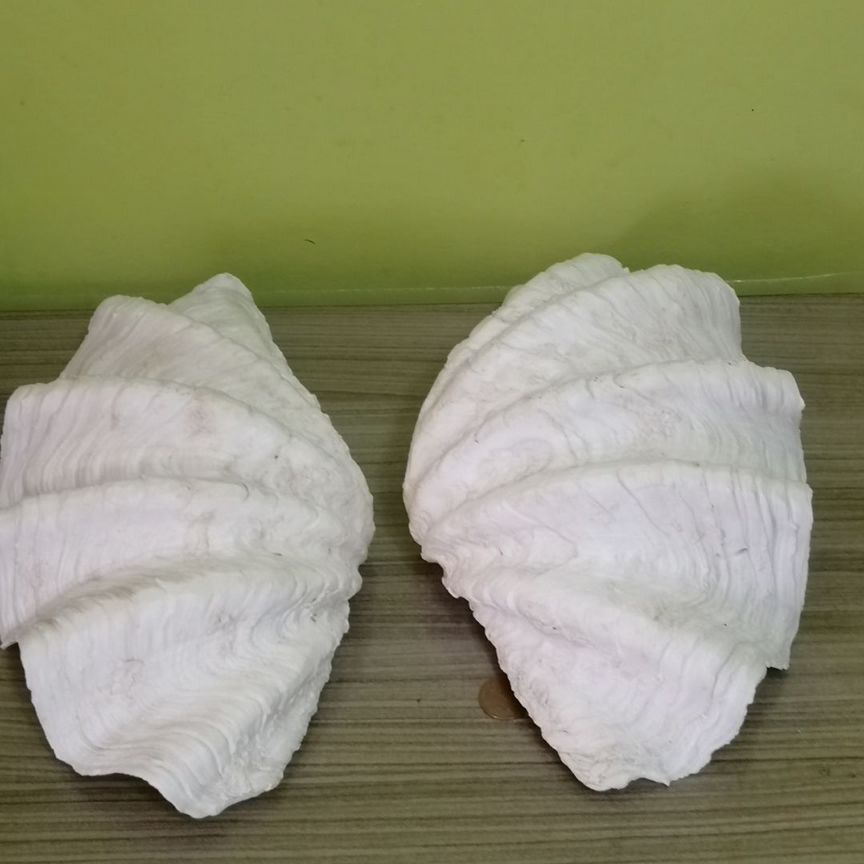 Ракушка морская большая