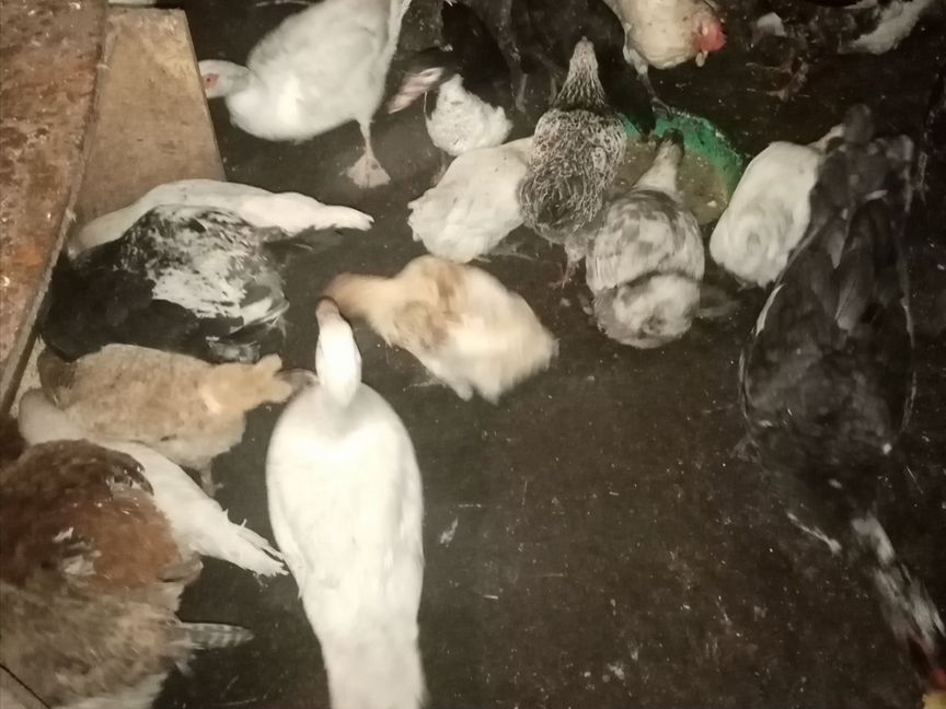 Куры несушки