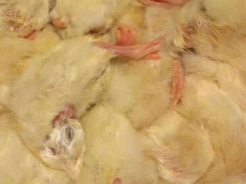 Замороженные суточные перепелки и цыплята на корм