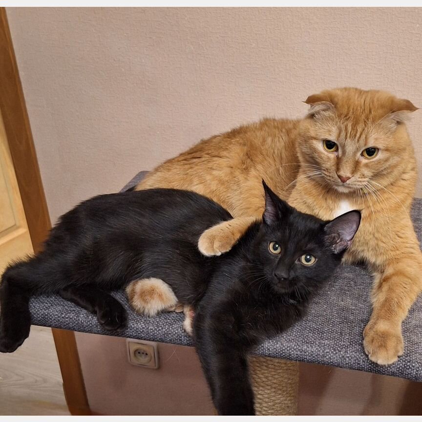 Котик 4 мес