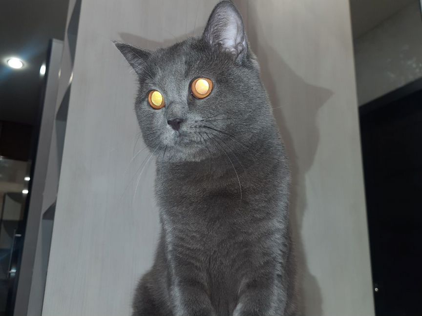 Британский кот для вязки