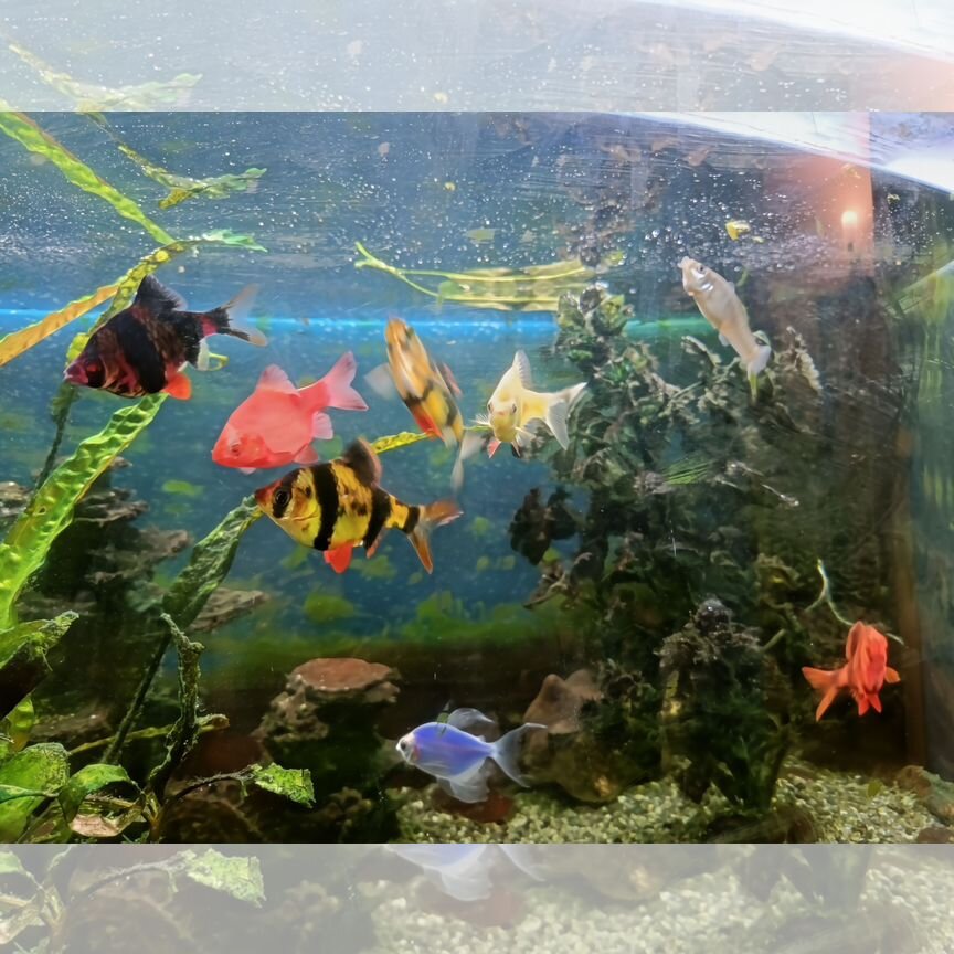 Аквариумные рыбки