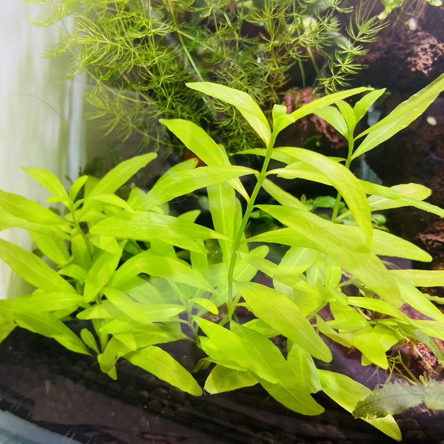 Аквариумное растение Стаурогин