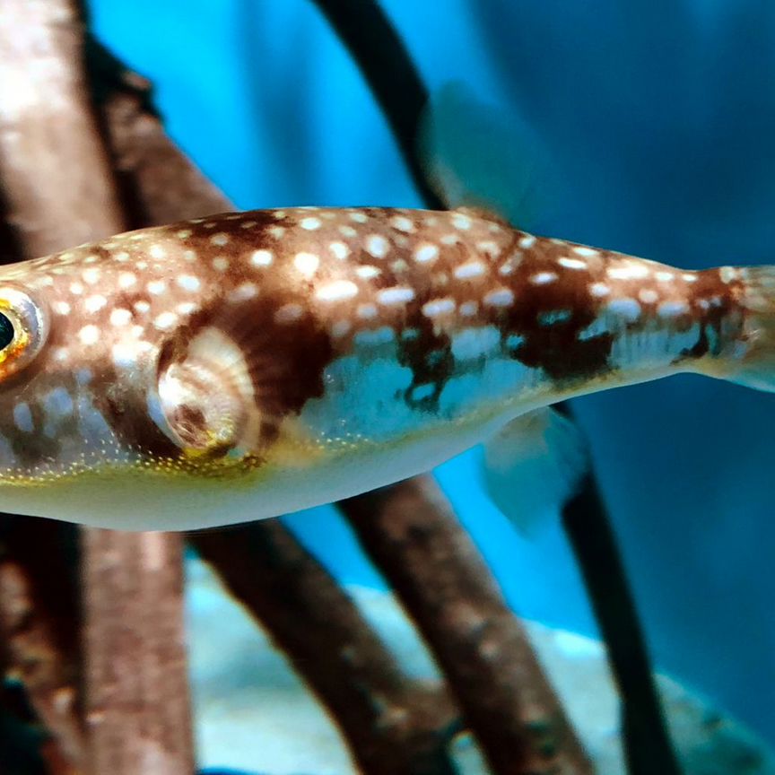 Тетрадон Патока