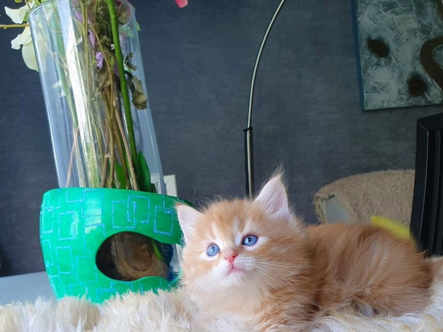 Сибирские котята