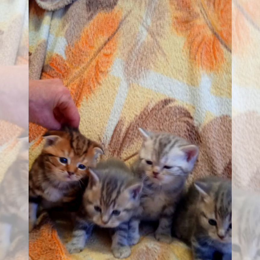 Шотландские вислоухие котята
