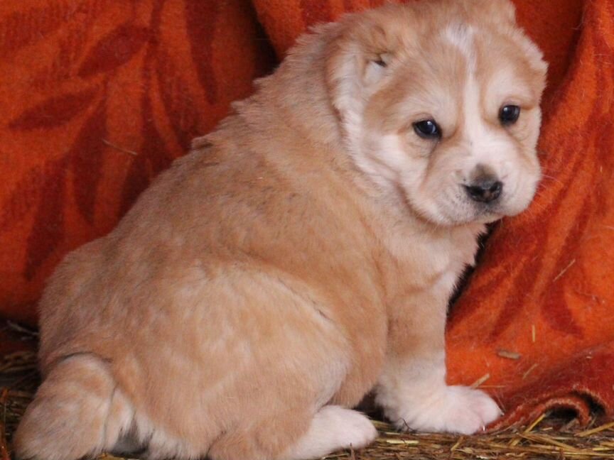 Среднеазиатская овчарка/алабай щенки