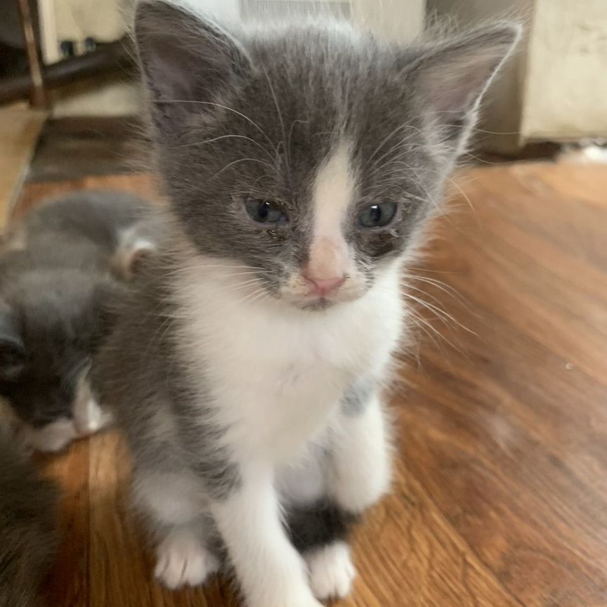 Отдам в добрые руки