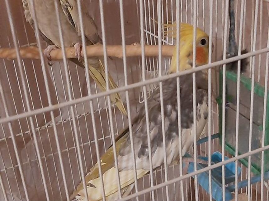 Продаются 2 попугая Корелла. Самка и самец