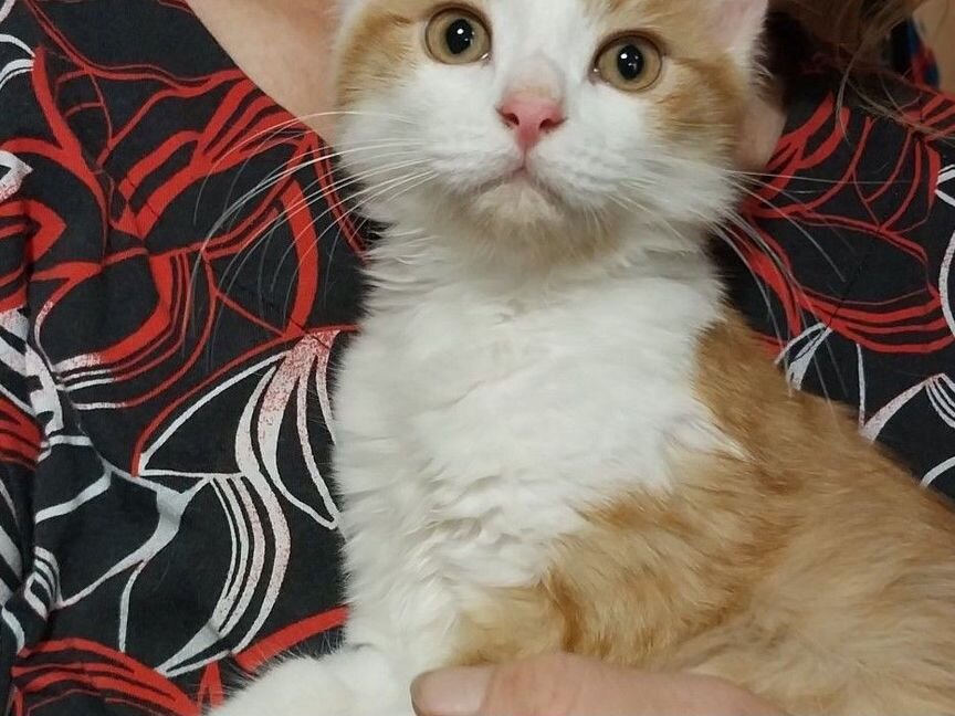 Рыжий,но не бесстыжий мальчик(2,5 мес.)