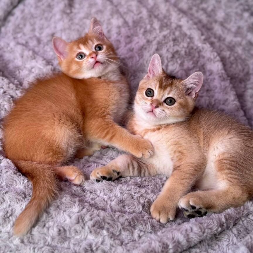 Шотландский котёнок