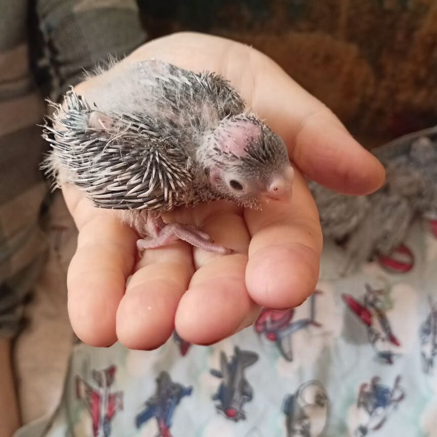 Птенцы корелла безщекой