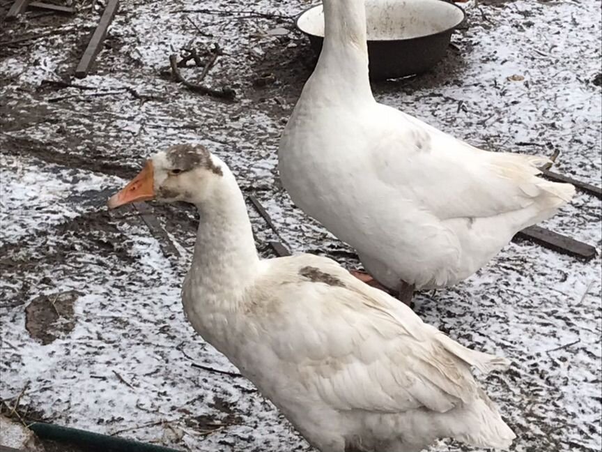 Продам Гуся и Гусыню