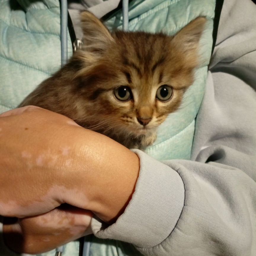 Маленький котеночек спасен с улицы и ищет дом