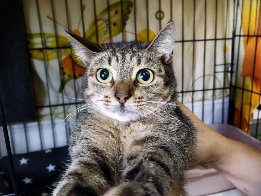 Кошка Вита