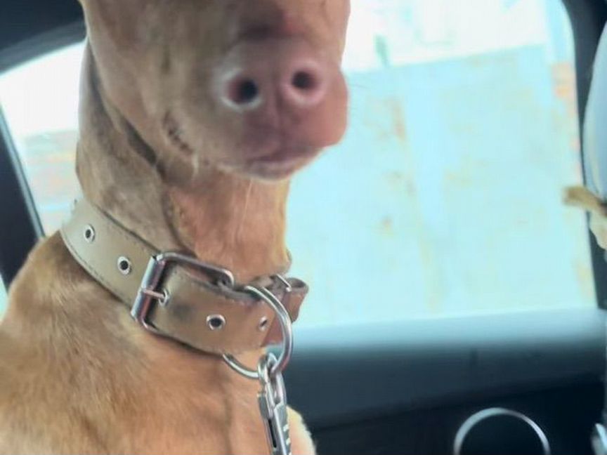 Фараоновая собака