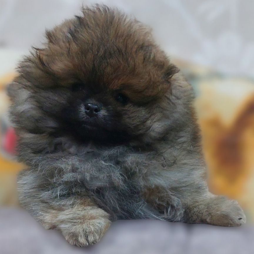 Померанский шпиц, щенок