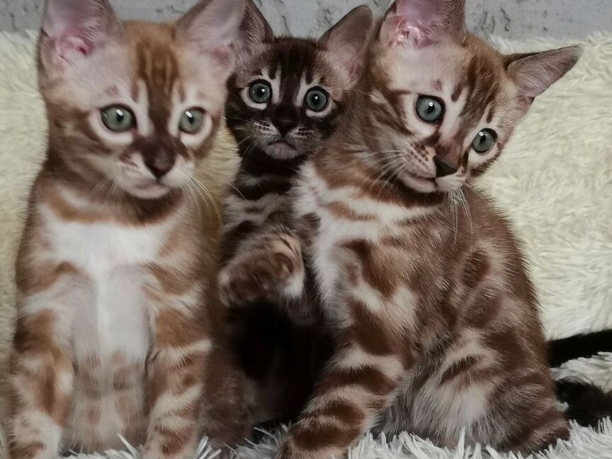 Роскошные бенгальские котята