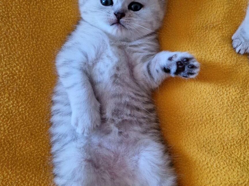 Британские котята (мальчик и девочка)
