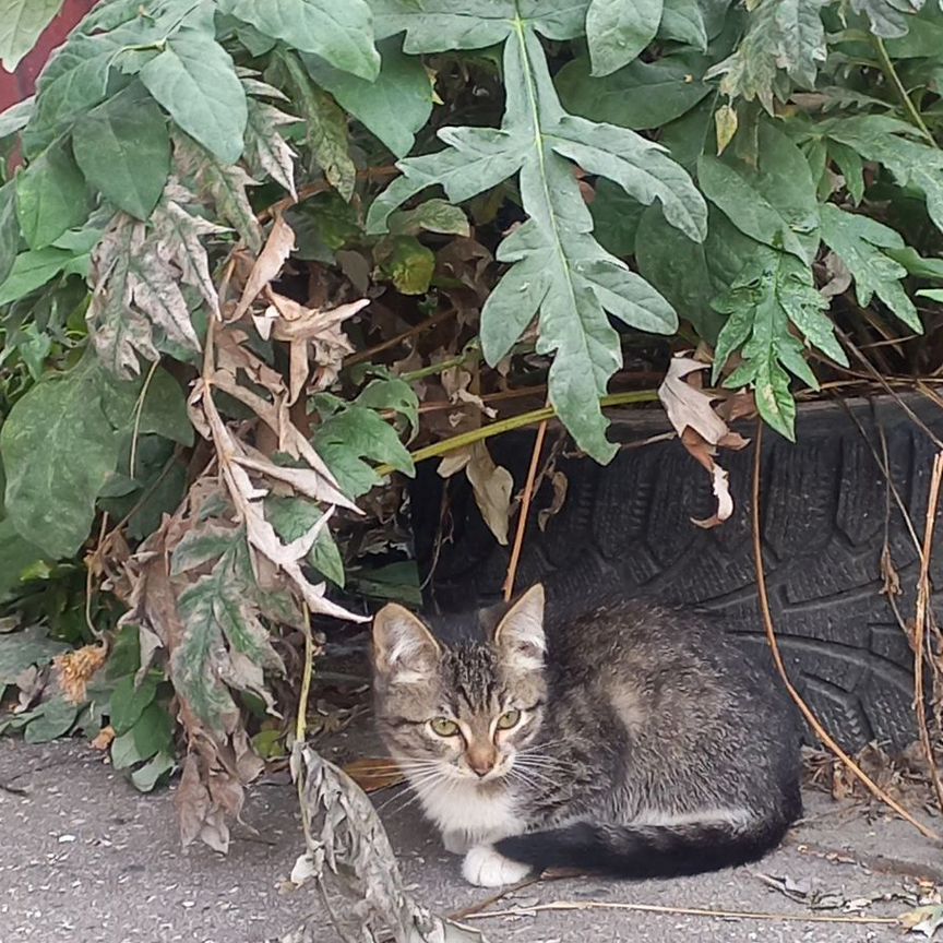 Котёнок