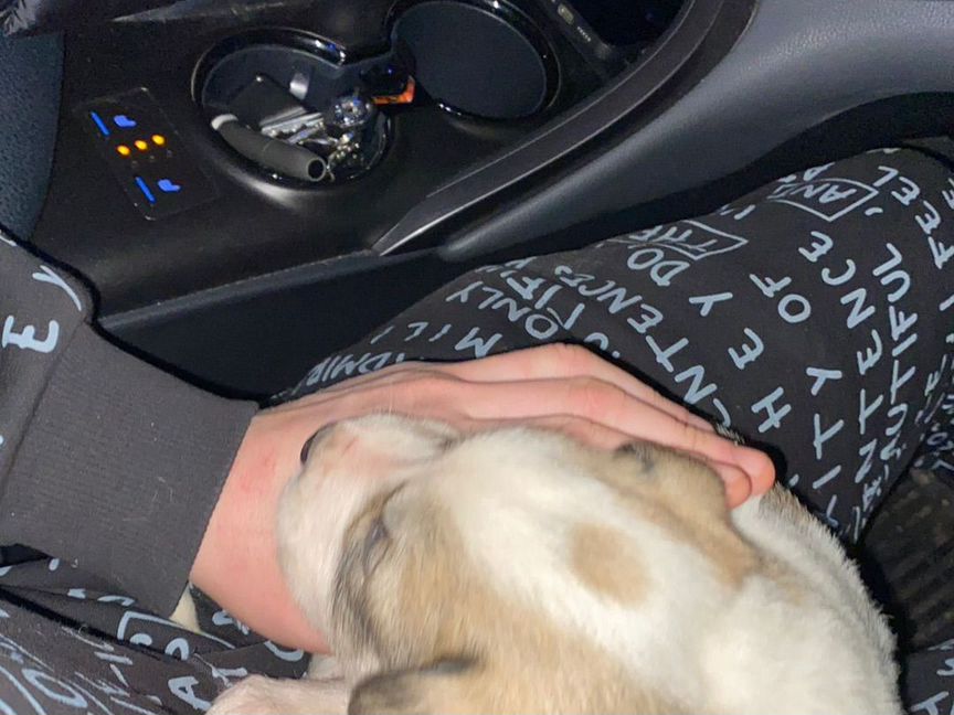 Щенки волкодава