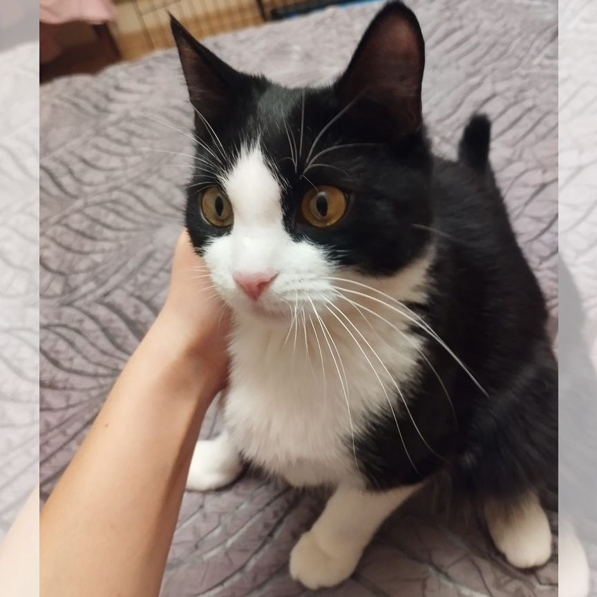 Котёнок в добрые руки