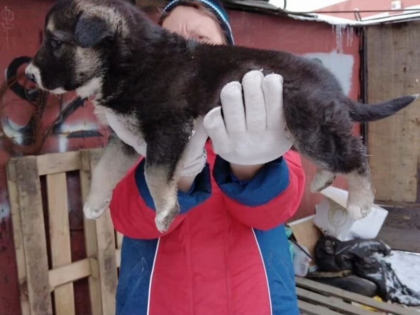 Щенки дворняжки бесплатно