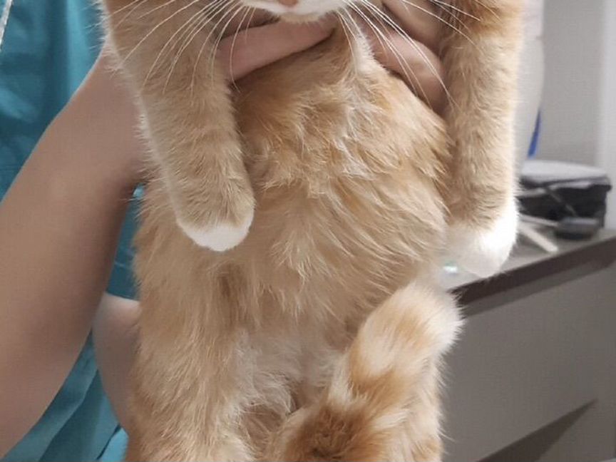 Котенок 4 месяца