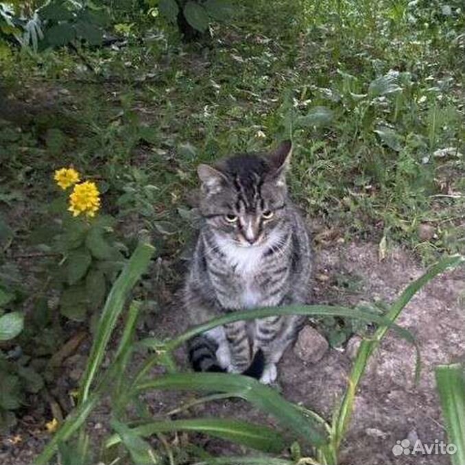 Ласковый котик пропадает на улице