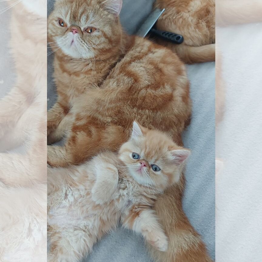 Лапочки экзоты