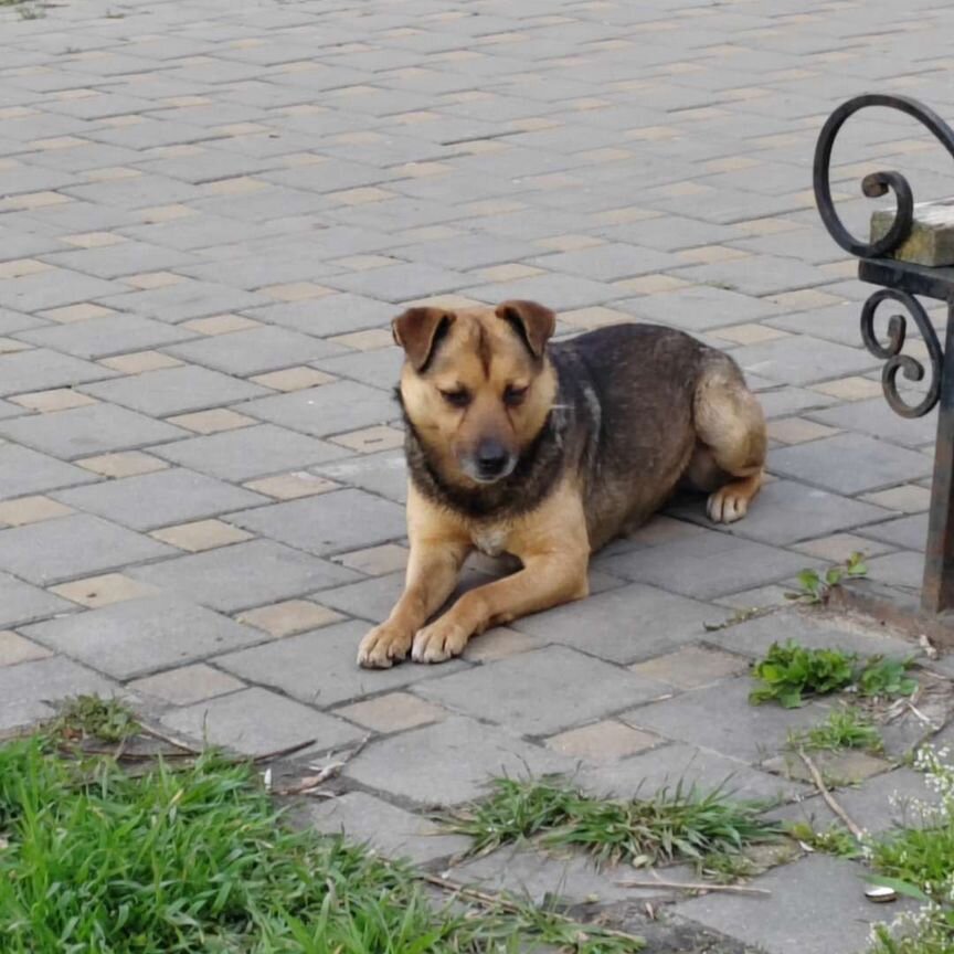 Собака в добрые руки