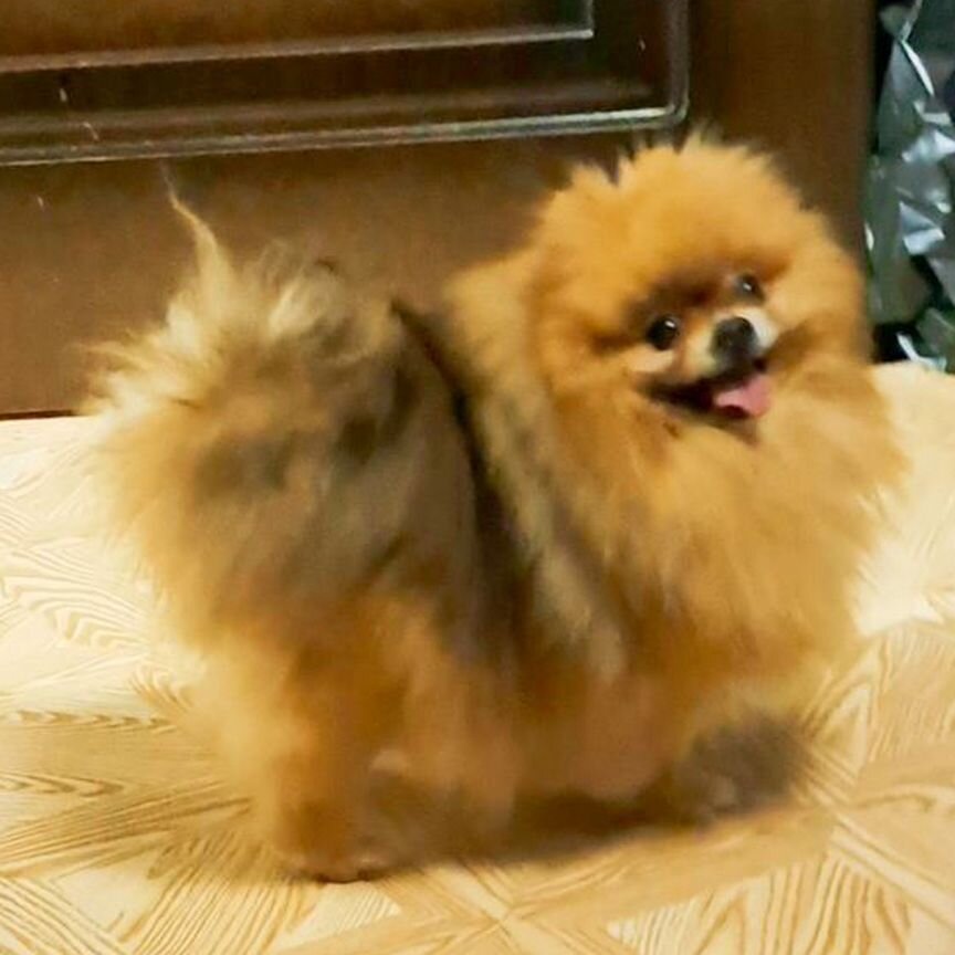 Помераночка Санька
