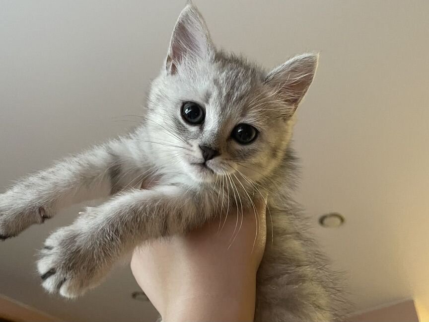 Котенок
