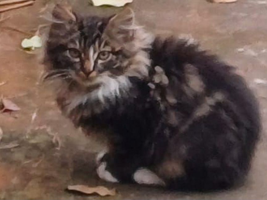 Котёнок Леопольд