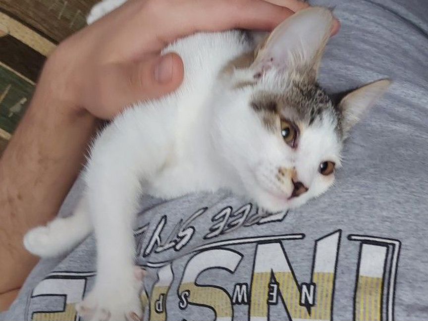 Кошка