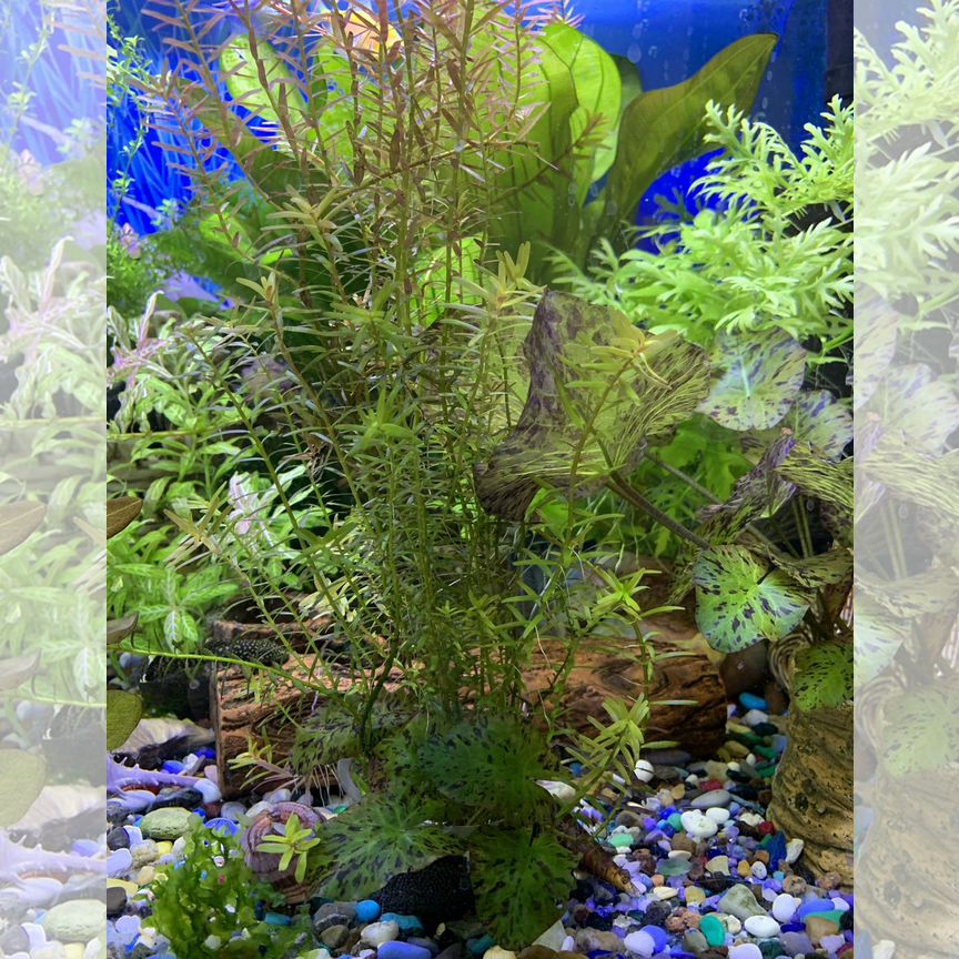 Ротала и тигровая нимфея