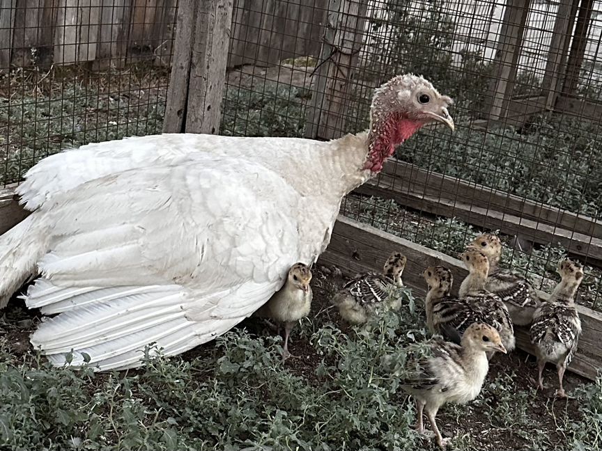 Индюки индюшата