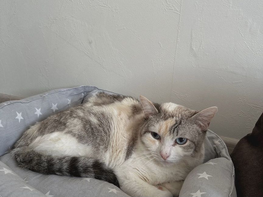 Молодая кошечка Эльза, ей 1,5 года