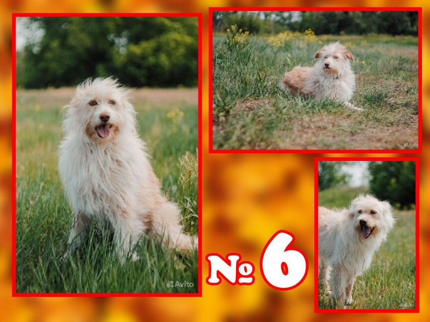 Мегги ищет свой дом