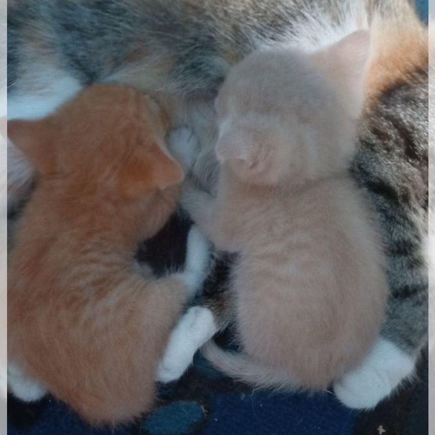 Котята в добрые руки