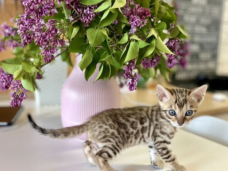 Бенгальские котята