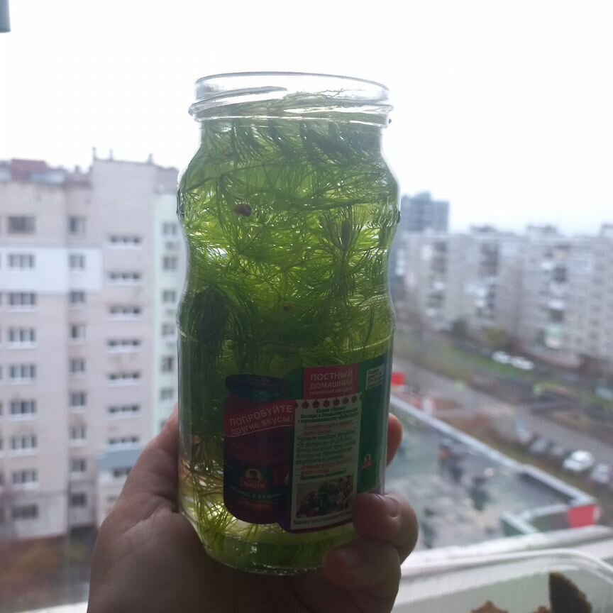 Роголистник для аквариума