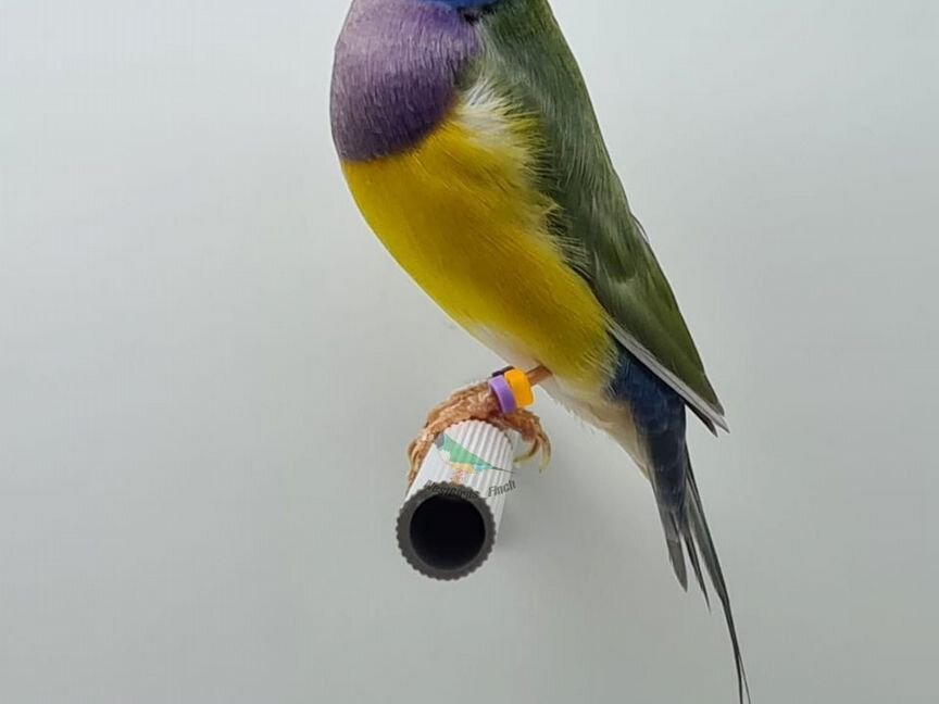 Самец Амадины гульда