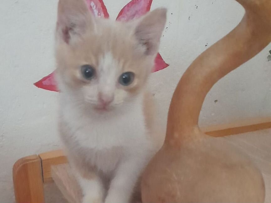 Котенок Хантер
